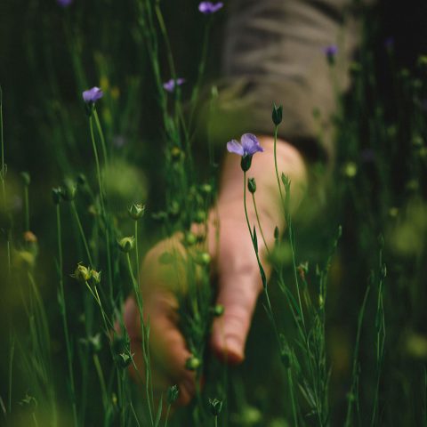 Alice Fox - Alice Fox