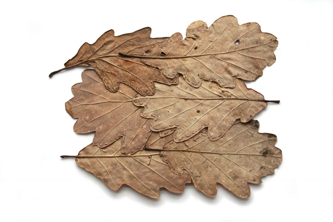 Leaf Stitching - Alice Fox