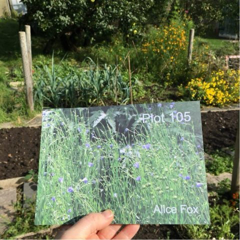 Alice Fox - Alice Fox